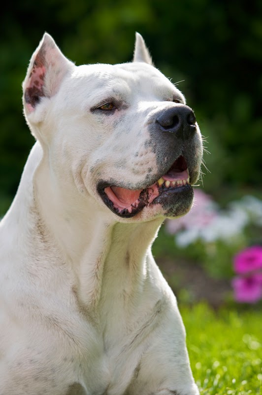 Alpha Dogos – AWARD – WINNING DOGO ARGENTINOS